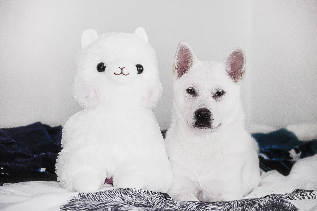 🔥 [50+] Alpacasso Wallpapers | WallpaperSafari
