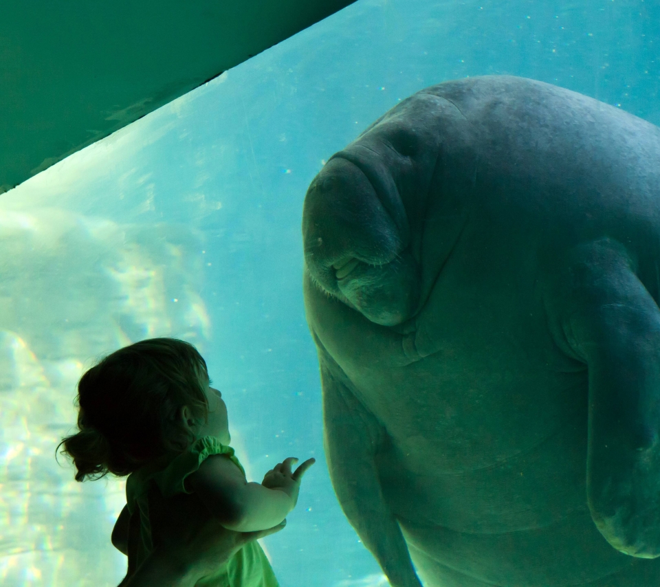 🔥 [70+] Manatee Wallpapers | WallpaperSafari
