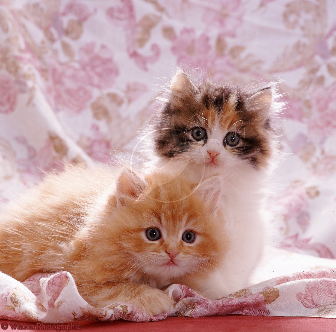 Cute Kittens Wallpaper