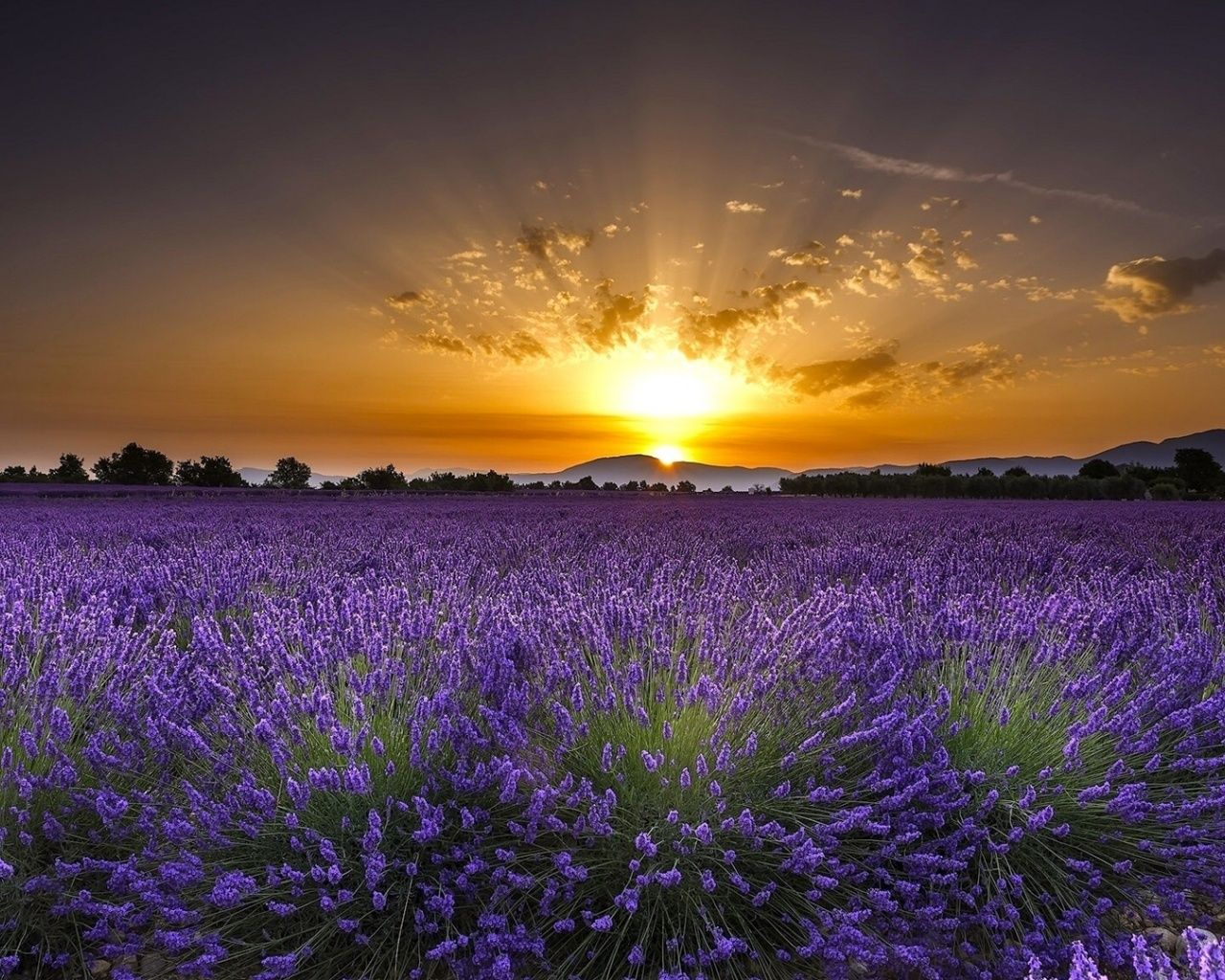 🔥 Free Download Lavender Field Wallpaper S by @pchandler | WallpaperSafari