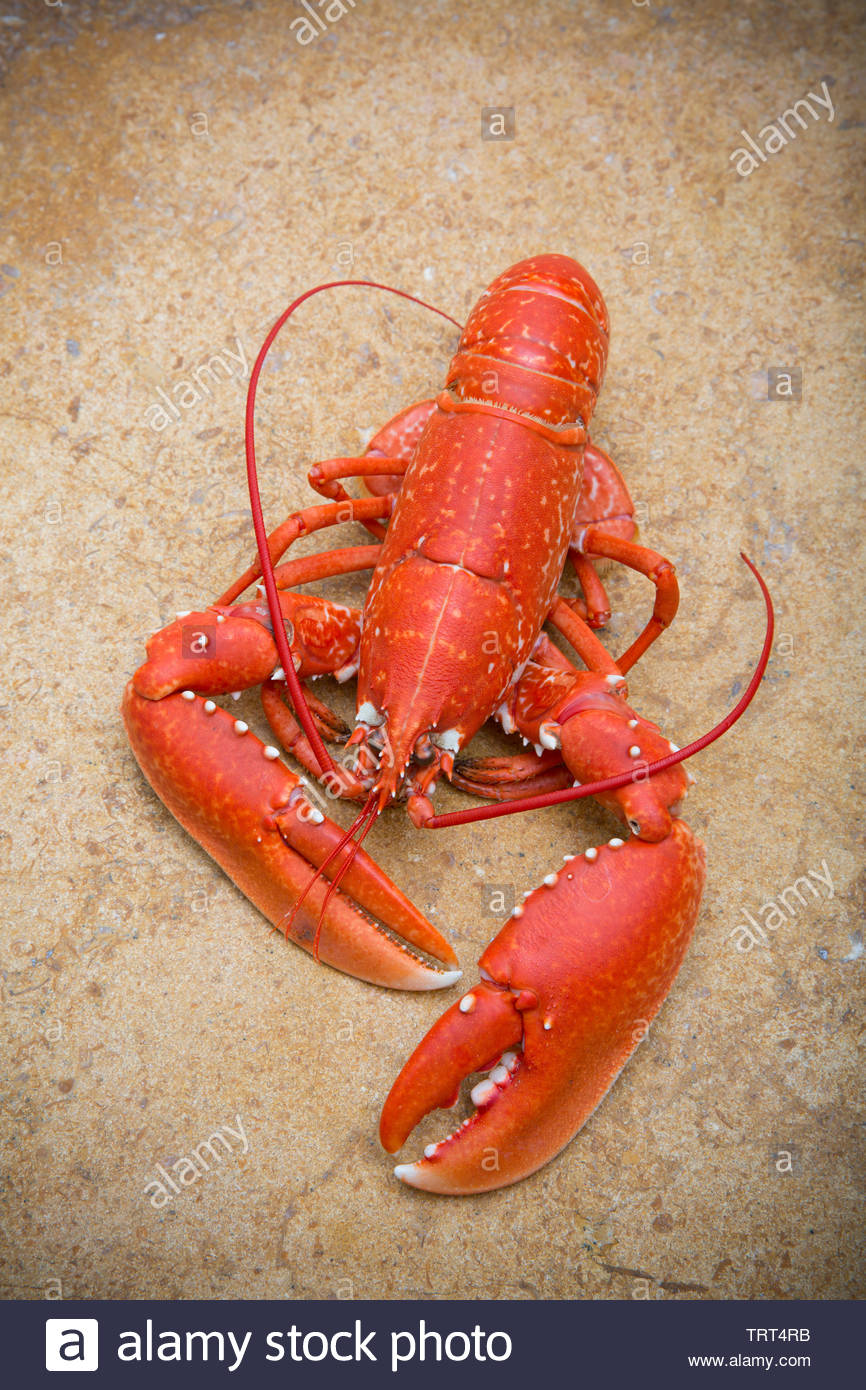 🔥 [39+] Lobster Background | WallpaperSafari