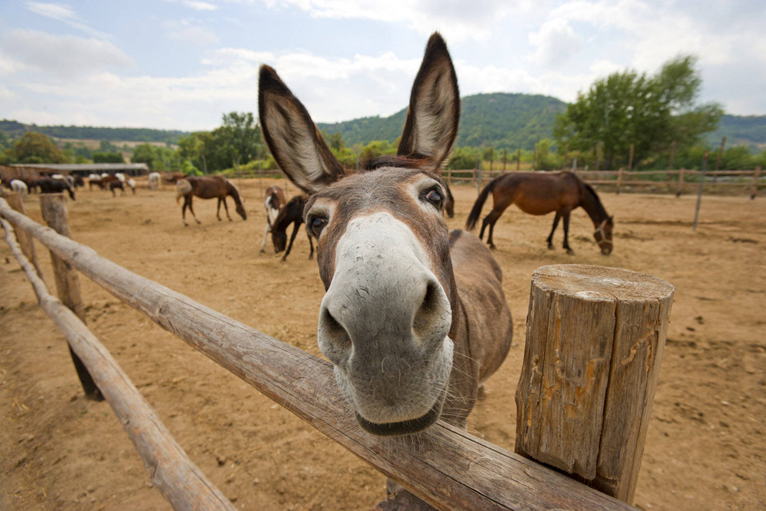 🔥 [60+] Donkey Wallpapers | WallpaperSafari