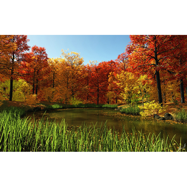 Tree Wall Decal Canada High Resolution Photographs