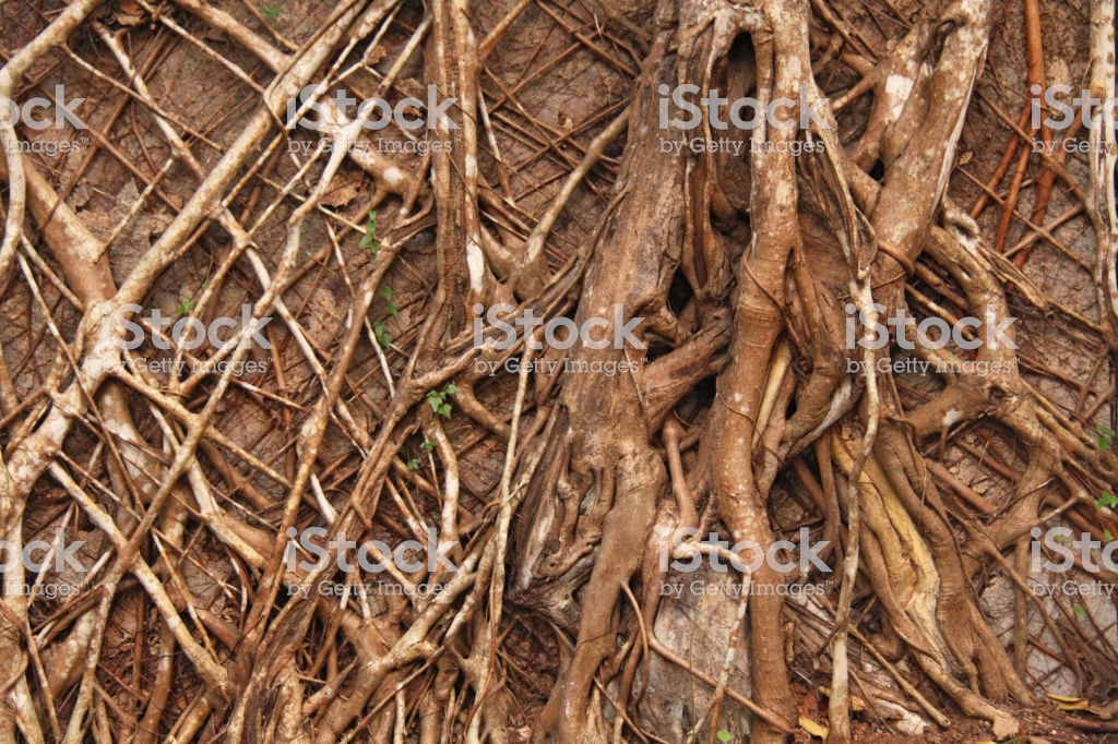 [41+] Roots Wallpaper | WallpaperSafari