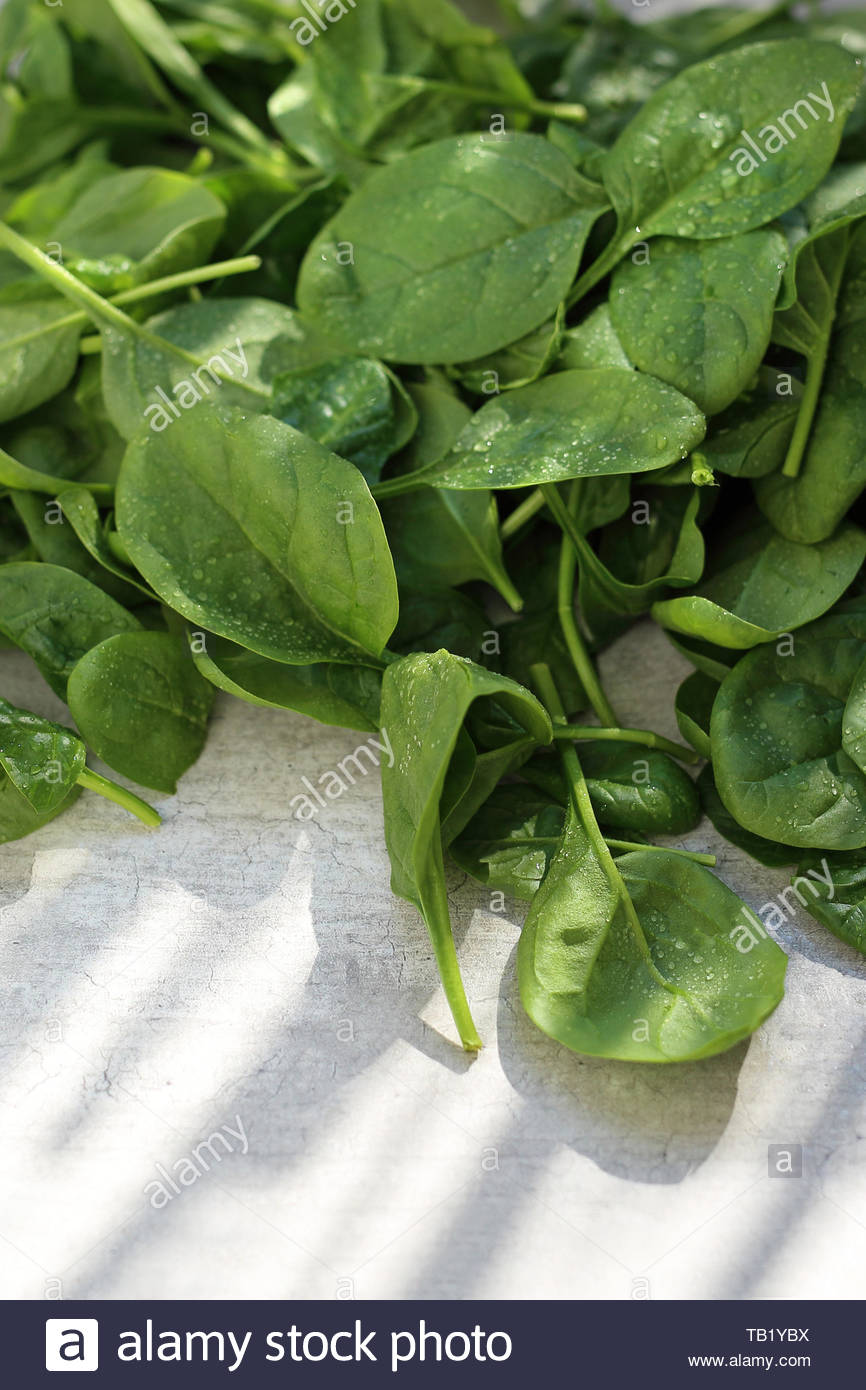 [35+] Spinach Backgrounds | WallpaperSafari