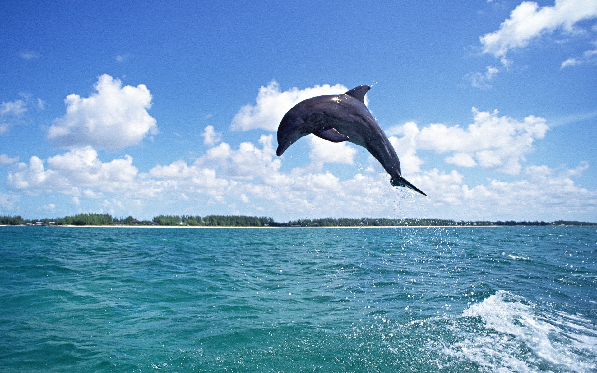 🔥 Free Download Dolphin Jumping Wallpaper by @leonreyes | WallpaperSafari