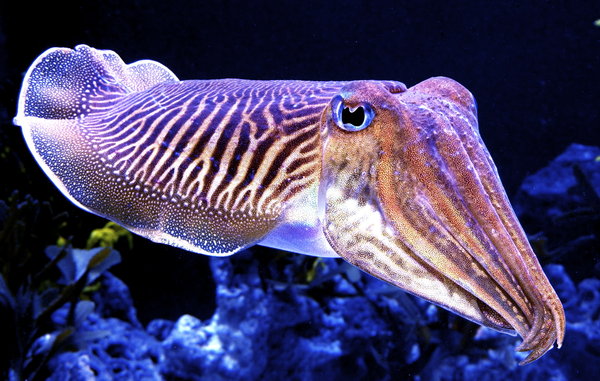 🔥 [70+] Cuttlefish Wallpapers | WallpaperSafari