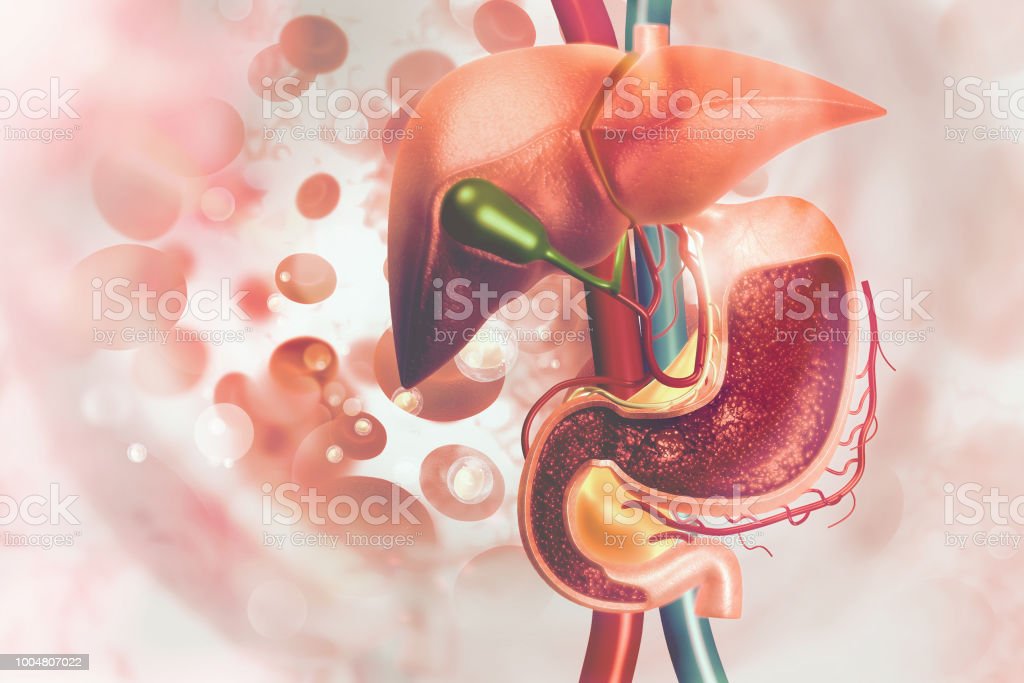 [20+] Human Digestive System Wallpapers | WallpaperSafari