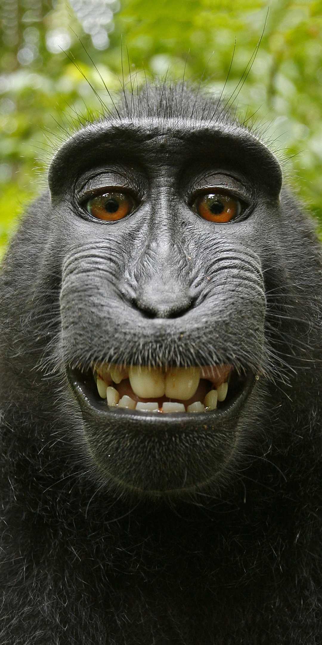 🔥 [50+] Monkey Iphone Wallpapers | WallpaperSafari