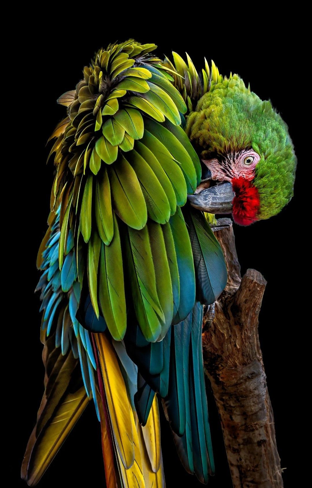 🔥 Free Download Birds 4k Wallpaper Hd Image by @abarnes | WallpaperSafari