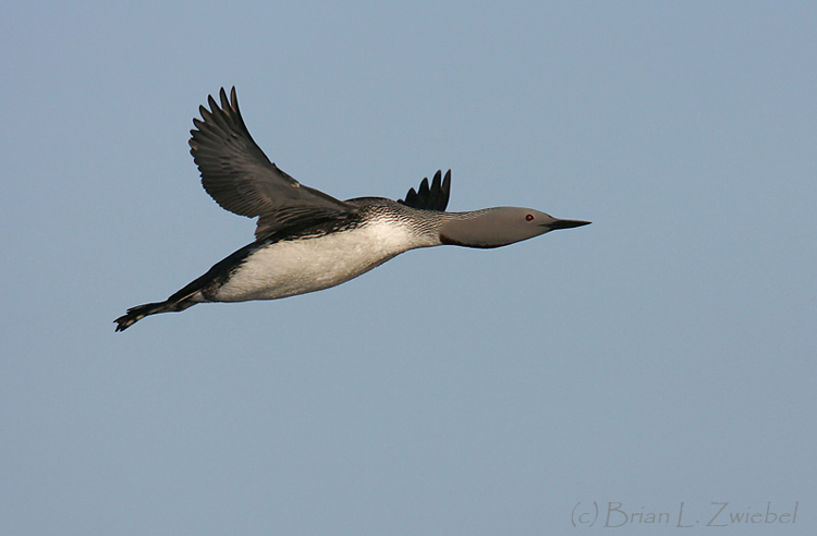 🔥 Free download Red Throated Loon In Flight Red throated loon gavia ...