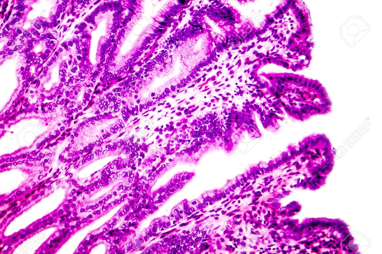 Free download histology background min Aquila BioMedical [1280x769] for ...