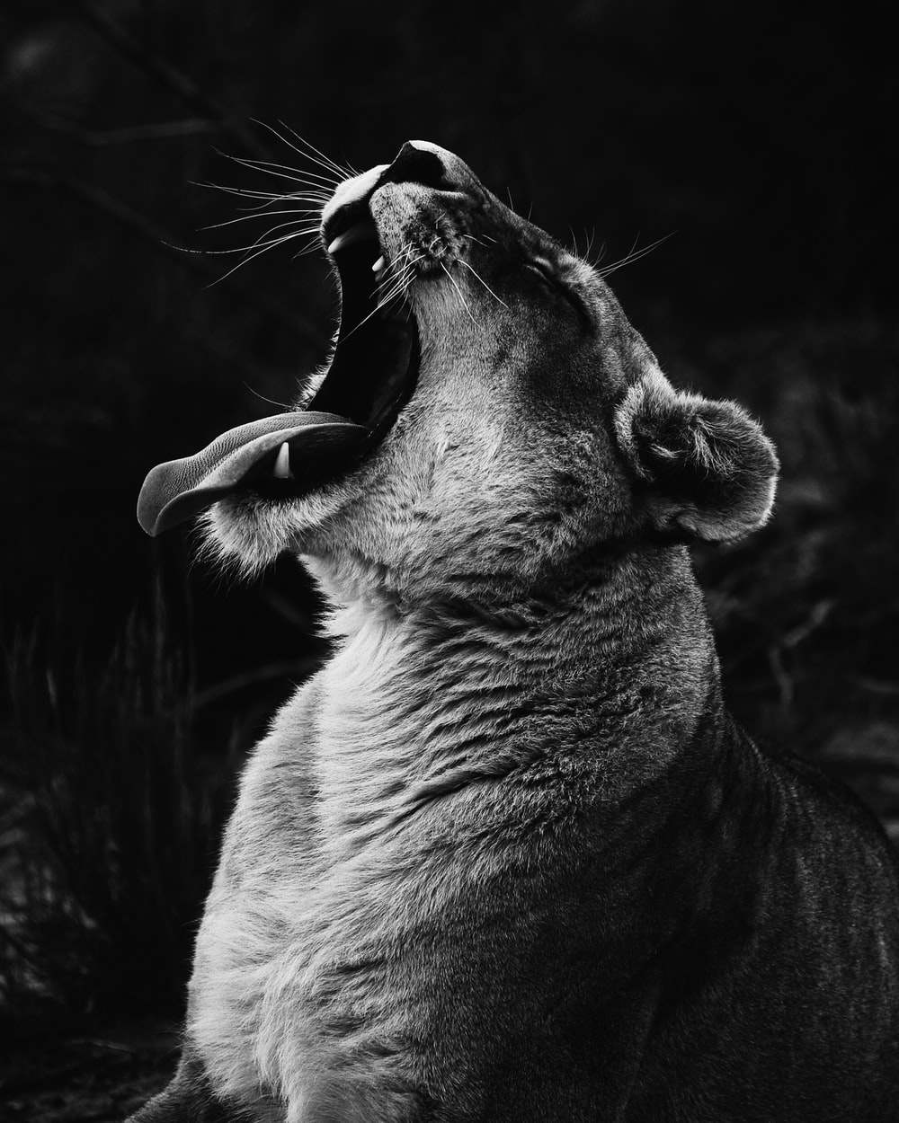 Free Download Black And White Wallpapers Free HD Download 500 HQ 