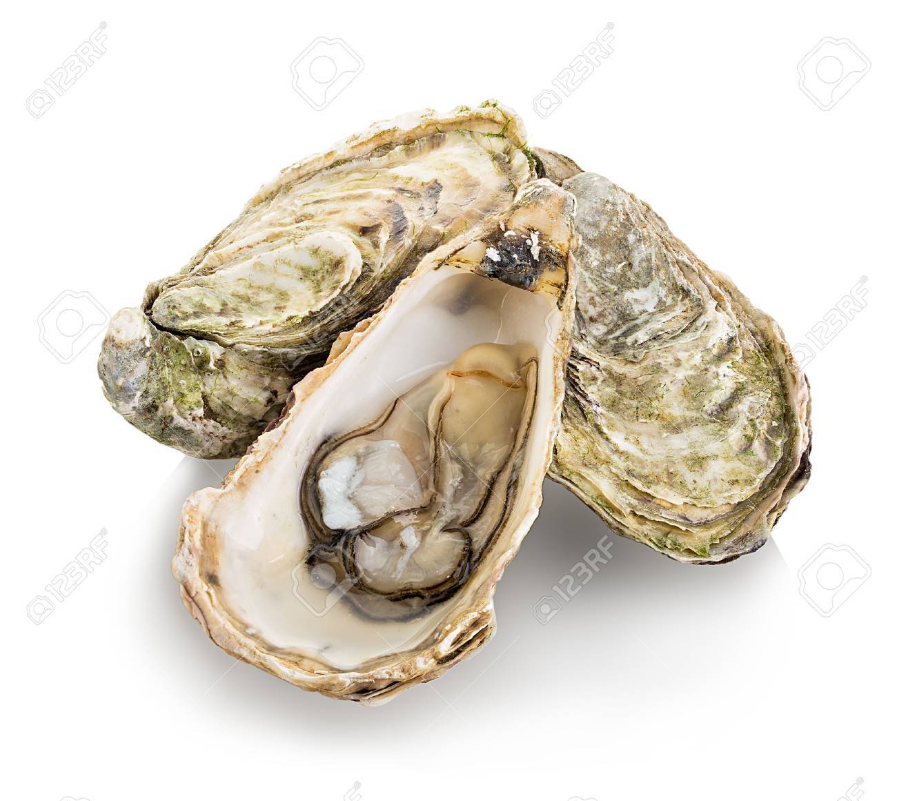 [37+] Oyster Background | WallpaperSafari