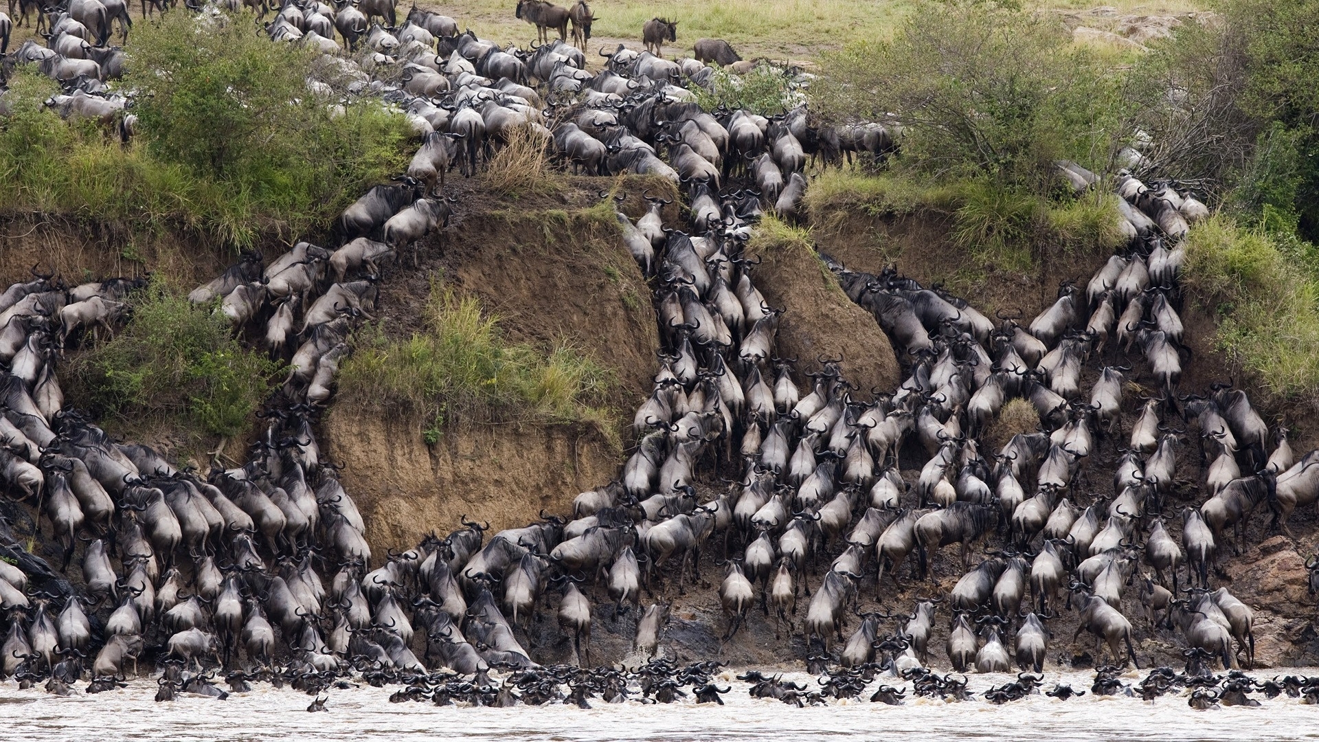 🔥 Free Download Kenya Wildebeest Wildlife Migration Herd Cow Bull ...