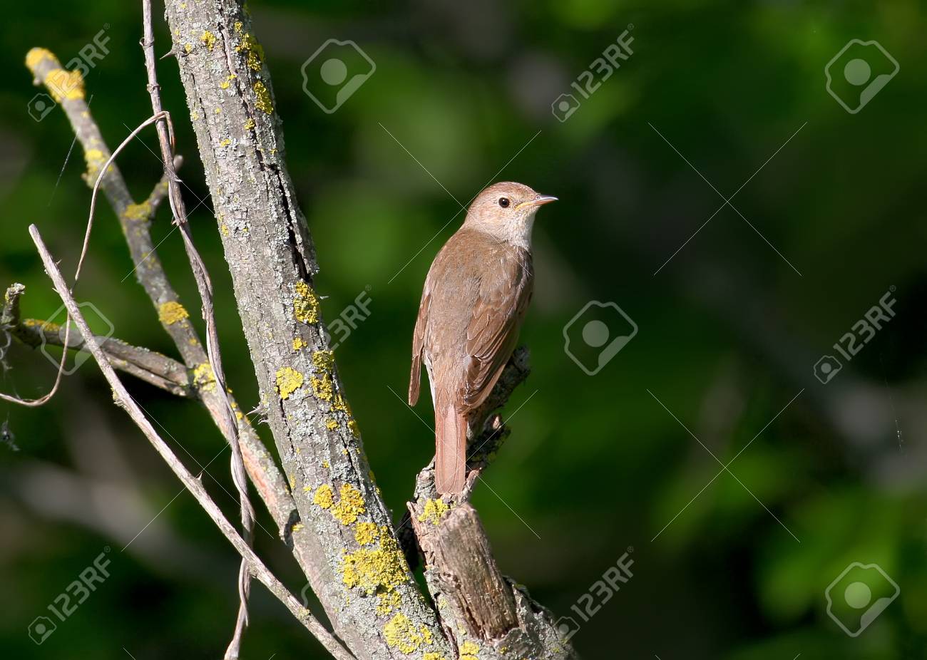 [34+] Nightingale Backgrounds | WallpaperSafari