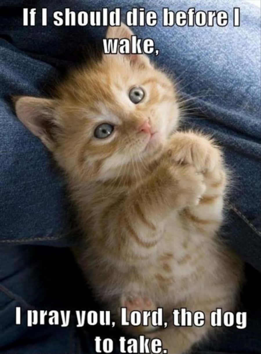 🔥 Free Download Funny Cat Meme Wallpaper Hd Picture Image by ...