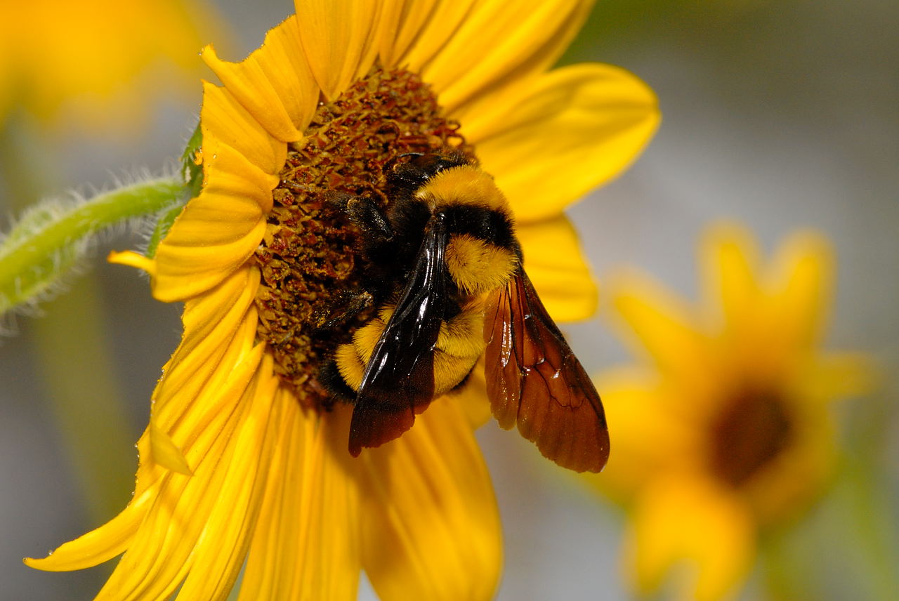 🔥 [40+] Bumble Bee Wallpapers | WallpaperSafari