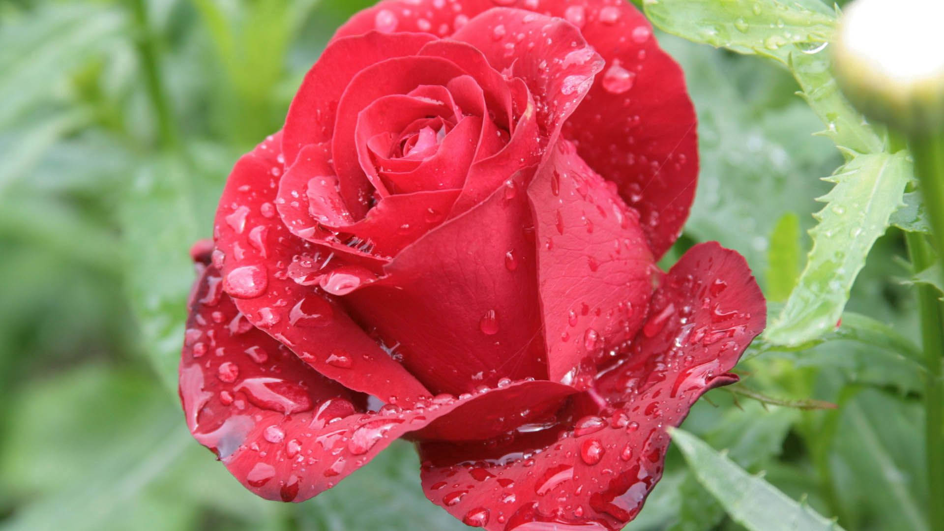 🔥 Free Download Cute Rose Wallpaper by @kwilliams68 | WallpaperSafari