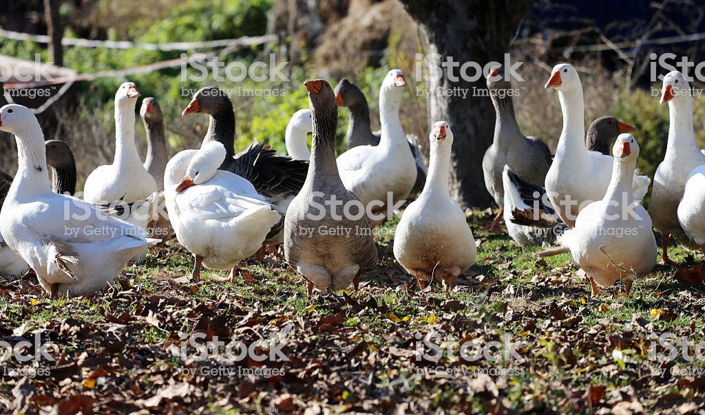 [40+] Poultry Background | WallpaperSafari