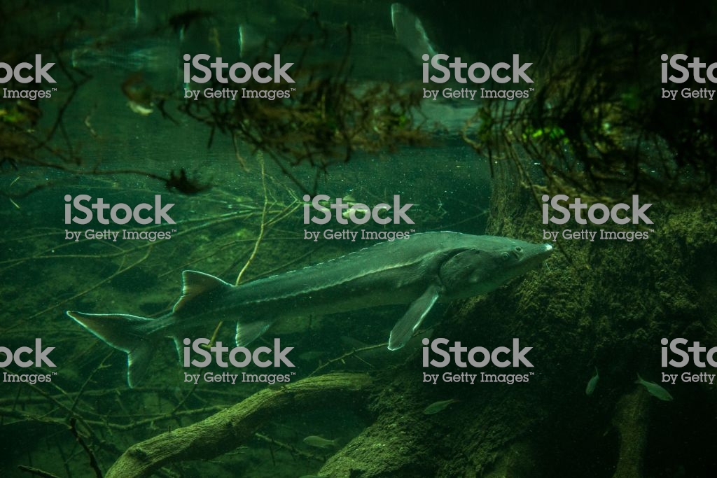 [33+] Sturgeon Wallpapers | WallpaperSafari