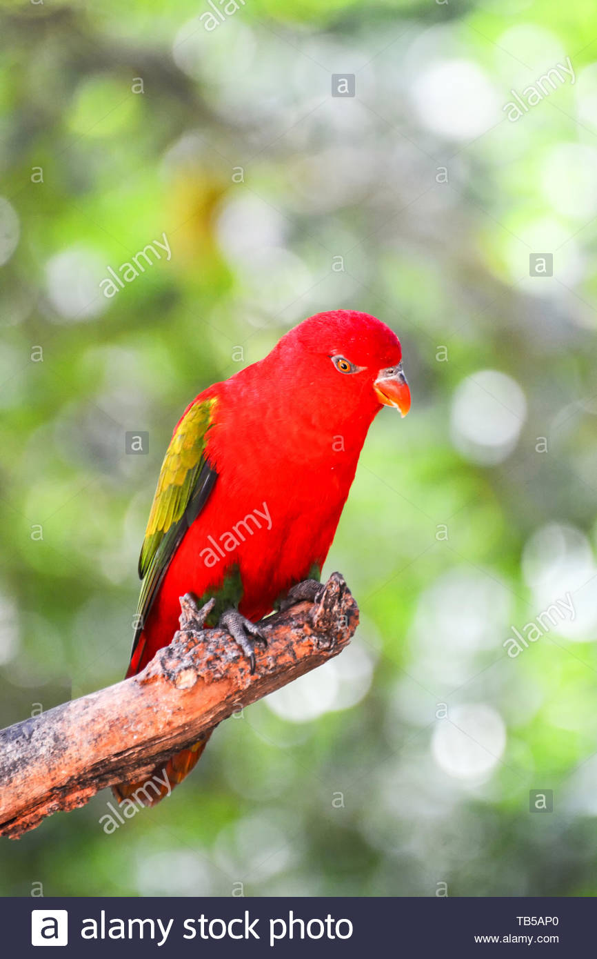 🔥 [43+] Lory Background | WallpaperSafari