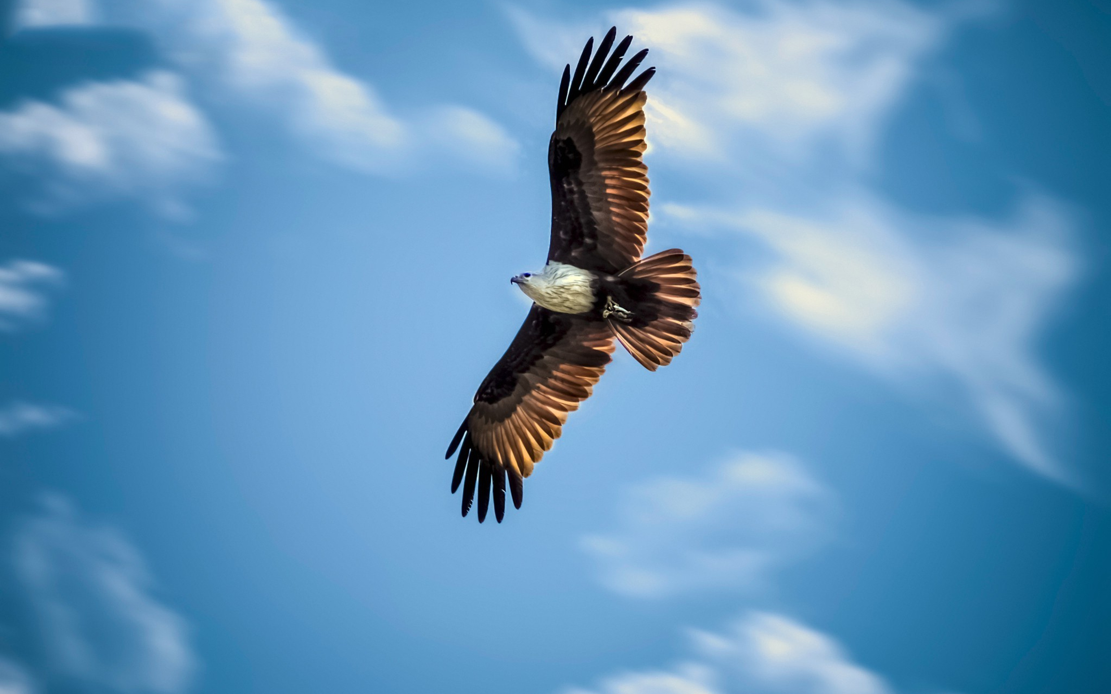 🔥 Free Download Eagle 4k Hd Wallpaper Image Photos And Picture by @lisas33 | WallpaperSafari