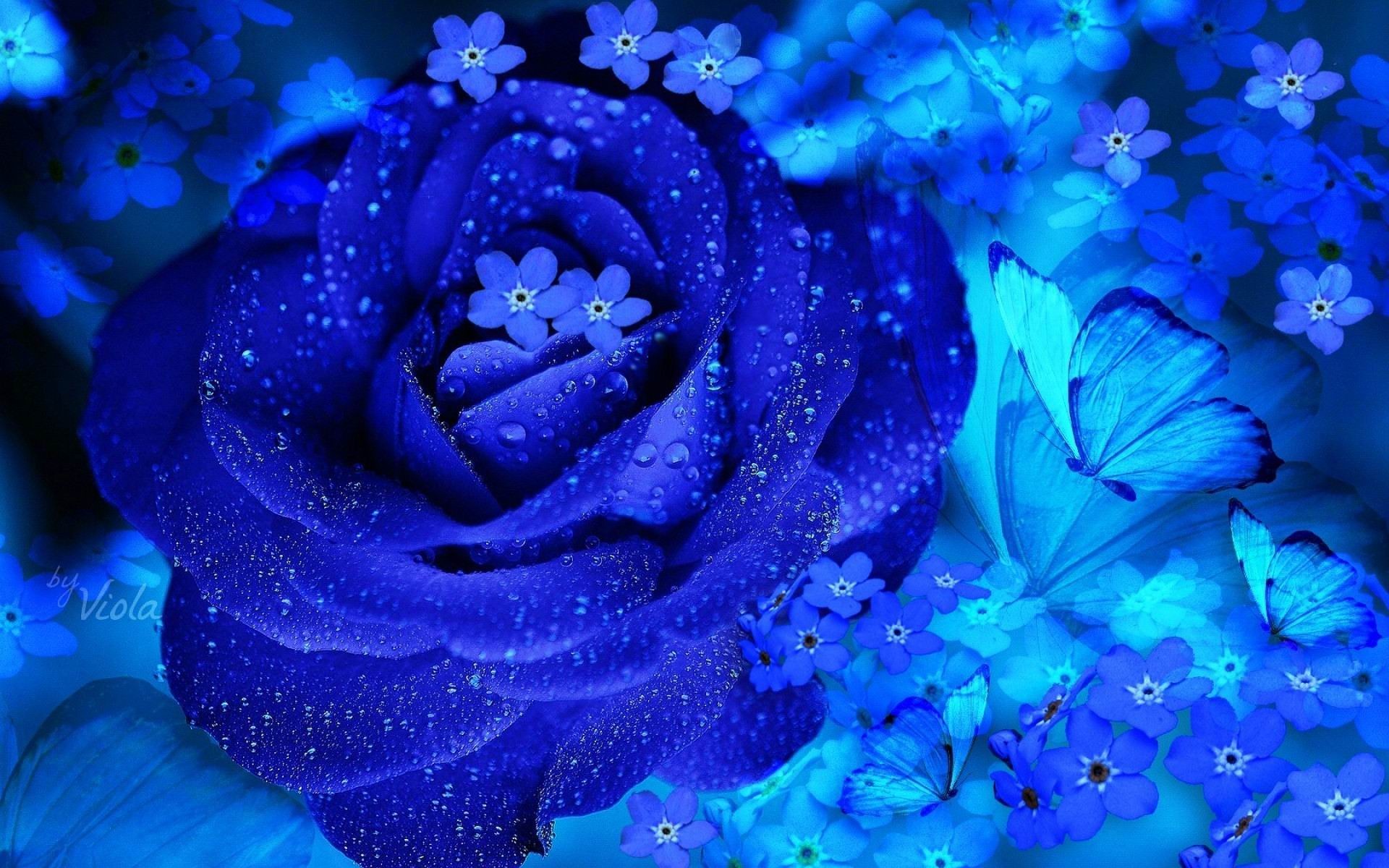🔥 Free Download Rose Flower Blue Wallpaper by @egoodwin70 | WallpaperSafari