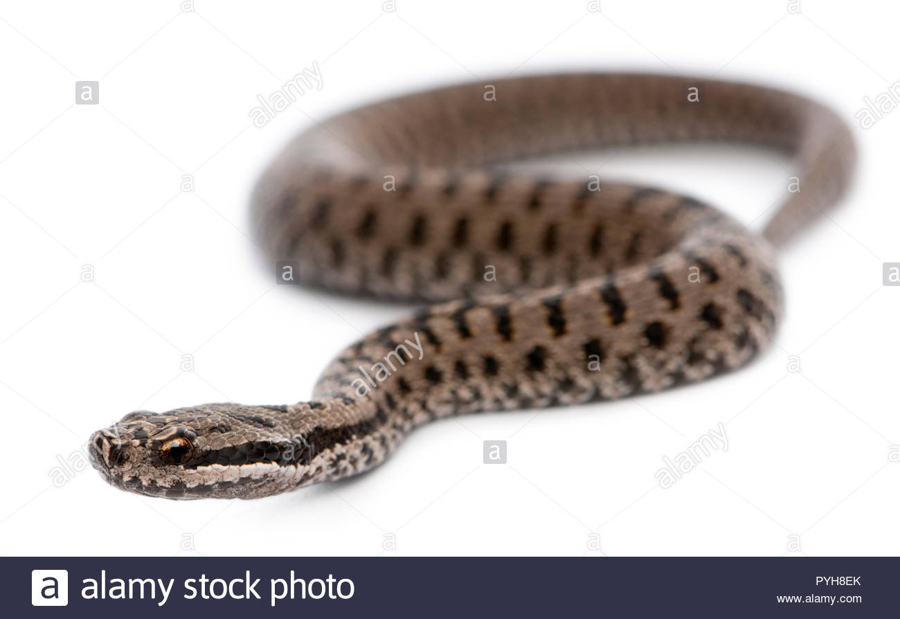 [44+] Adder Backgrounds | WallpaperSafari