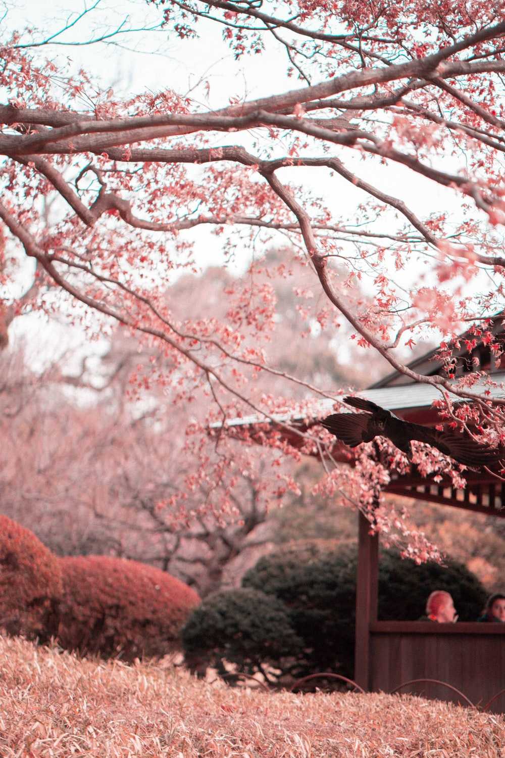 🔥 [40+] Sakura Pc Wallpapers | WallpaperSafari