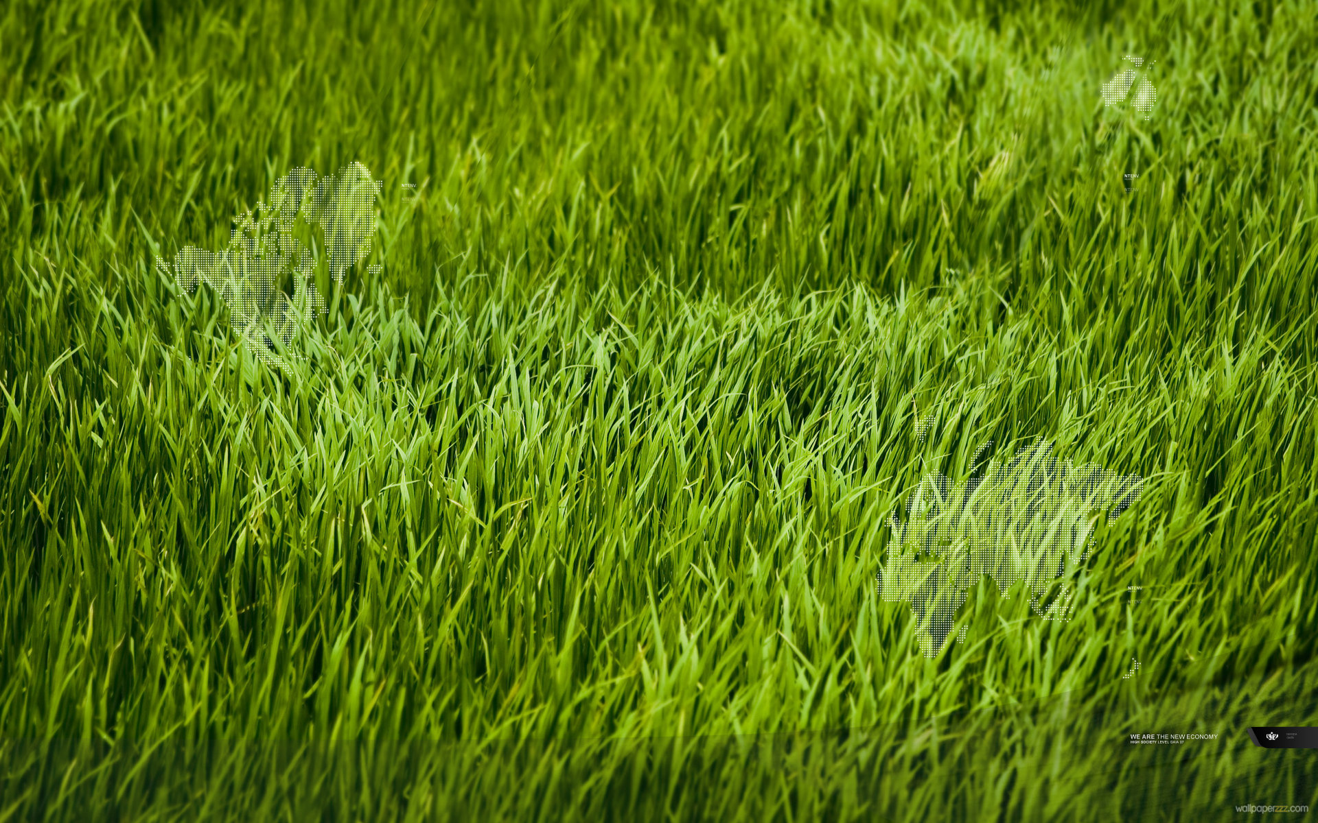 Grass Wallpaper Widescreen