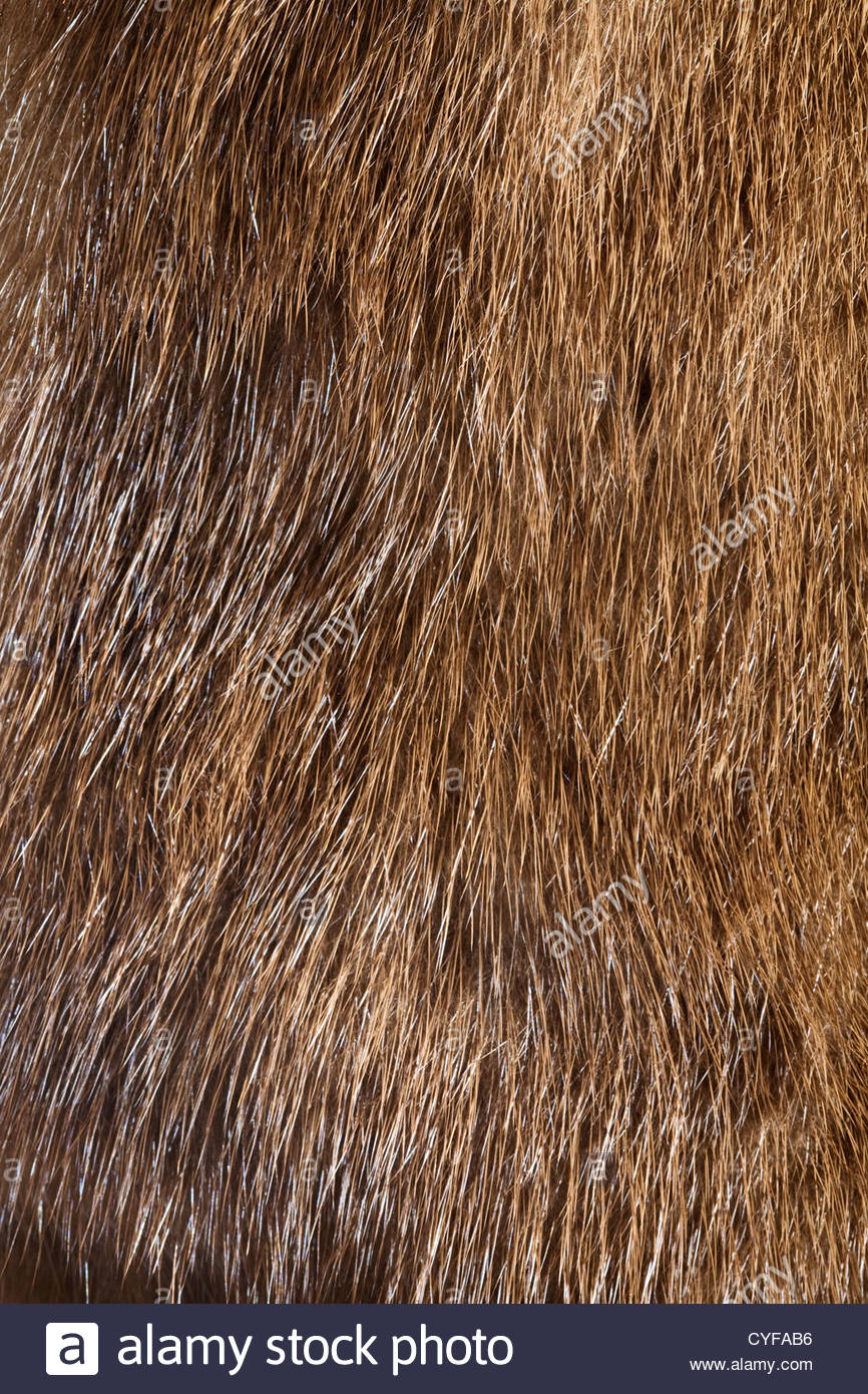 🔥 Free download Brown mink fur background extreme close up Stock Photo ...