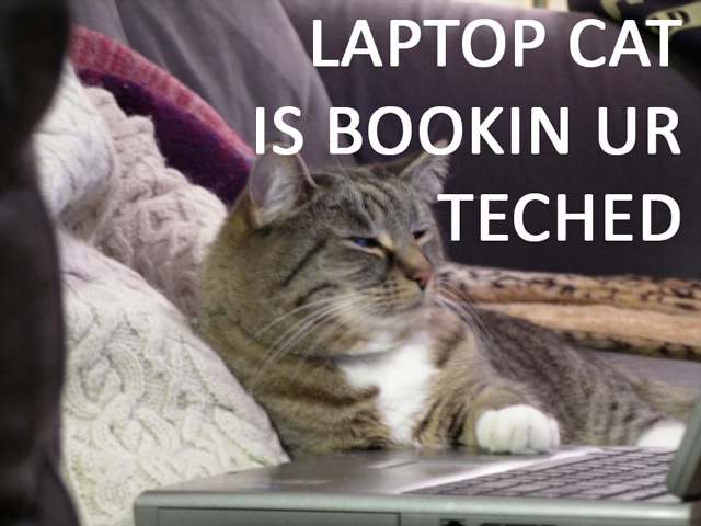 🔥 [80+] Lolcats Wallpapers | WallpaperSafari