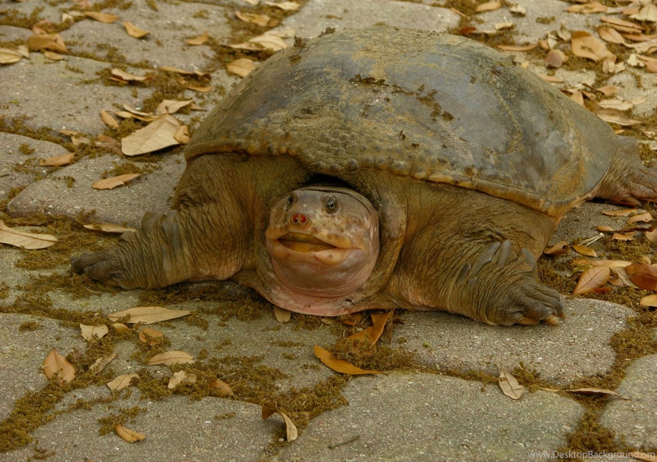 🔥 Free Download Watson Website The Ugliest Creature In Whole World ...