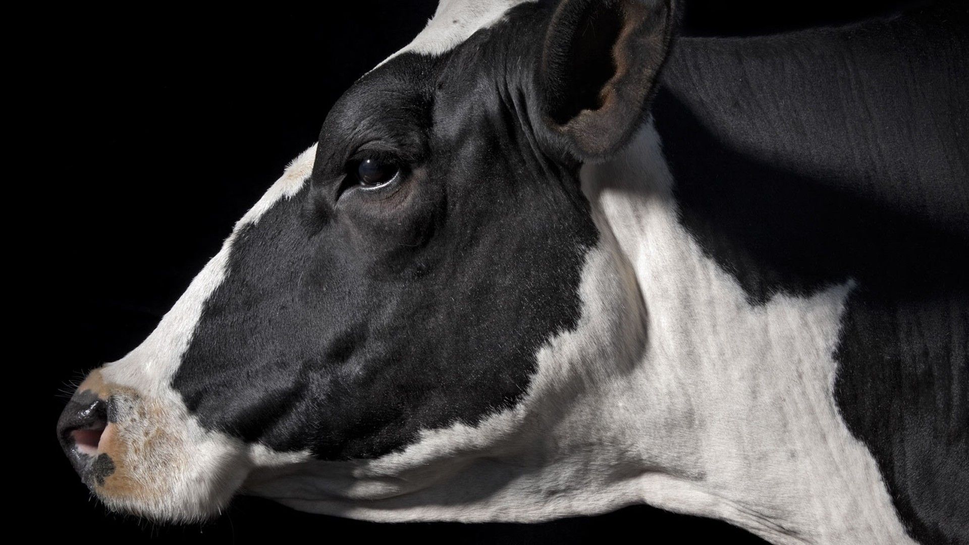 🔥 [40+] Holstein Wallpapers | WallpaperSafari