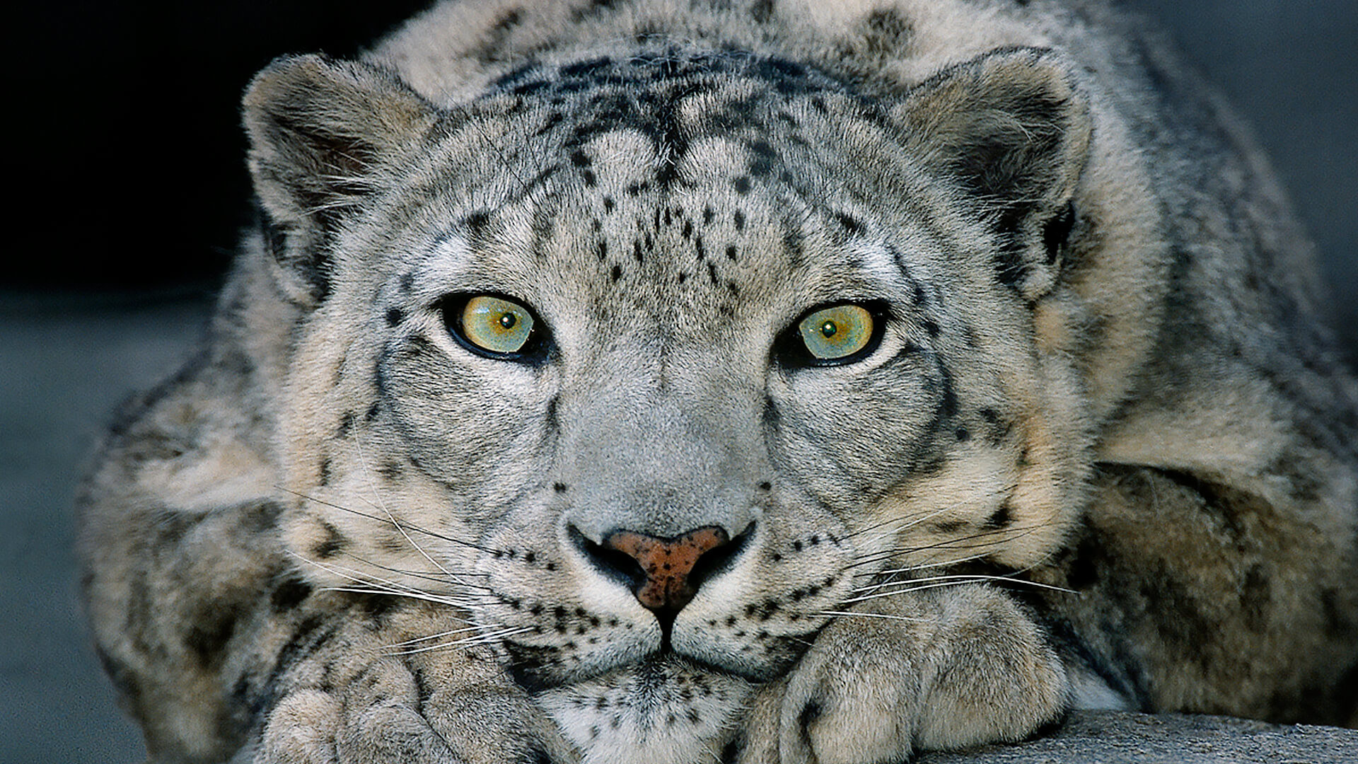 🔥 [60+] Snow Leopard Wallpapers | WallpaperSafari