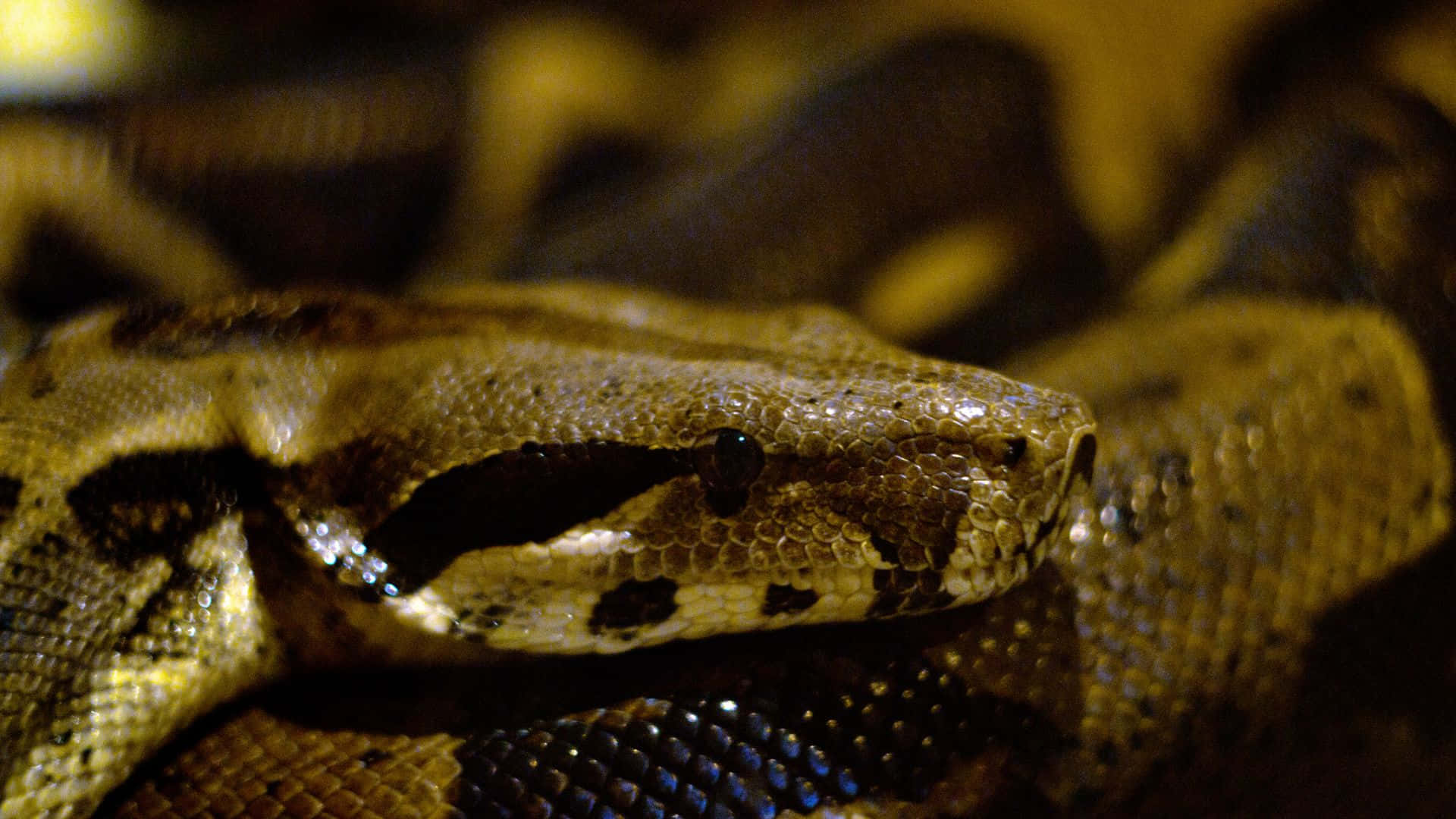 🔥 Free Download Close Up Anaconda Snake Wallpaper by @ericj49 ...