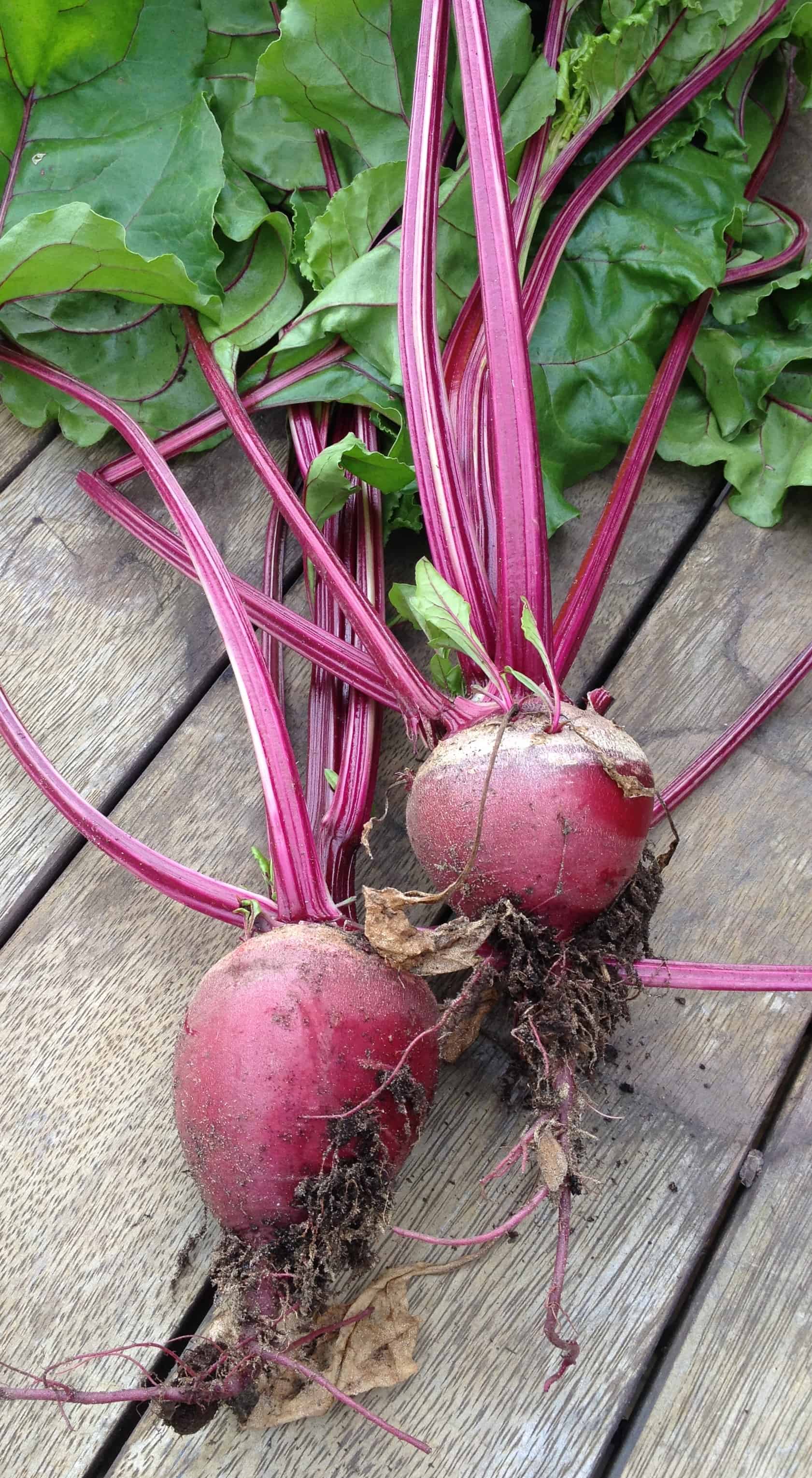 🔥 Free Download Beetroot Vegetable Bundles Wallpaper by @karenm78 ...