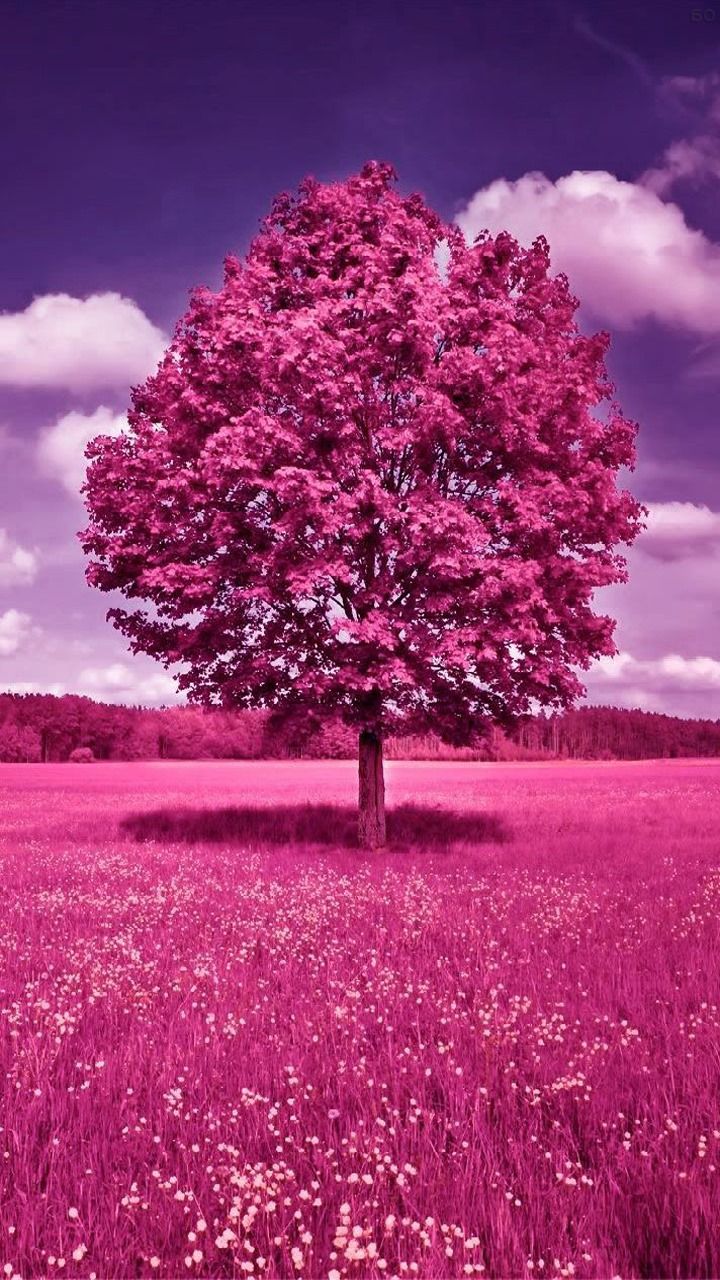 🔥 Free Download Purple Tree Wallpaper by @barbararojas | WallpaperSafari