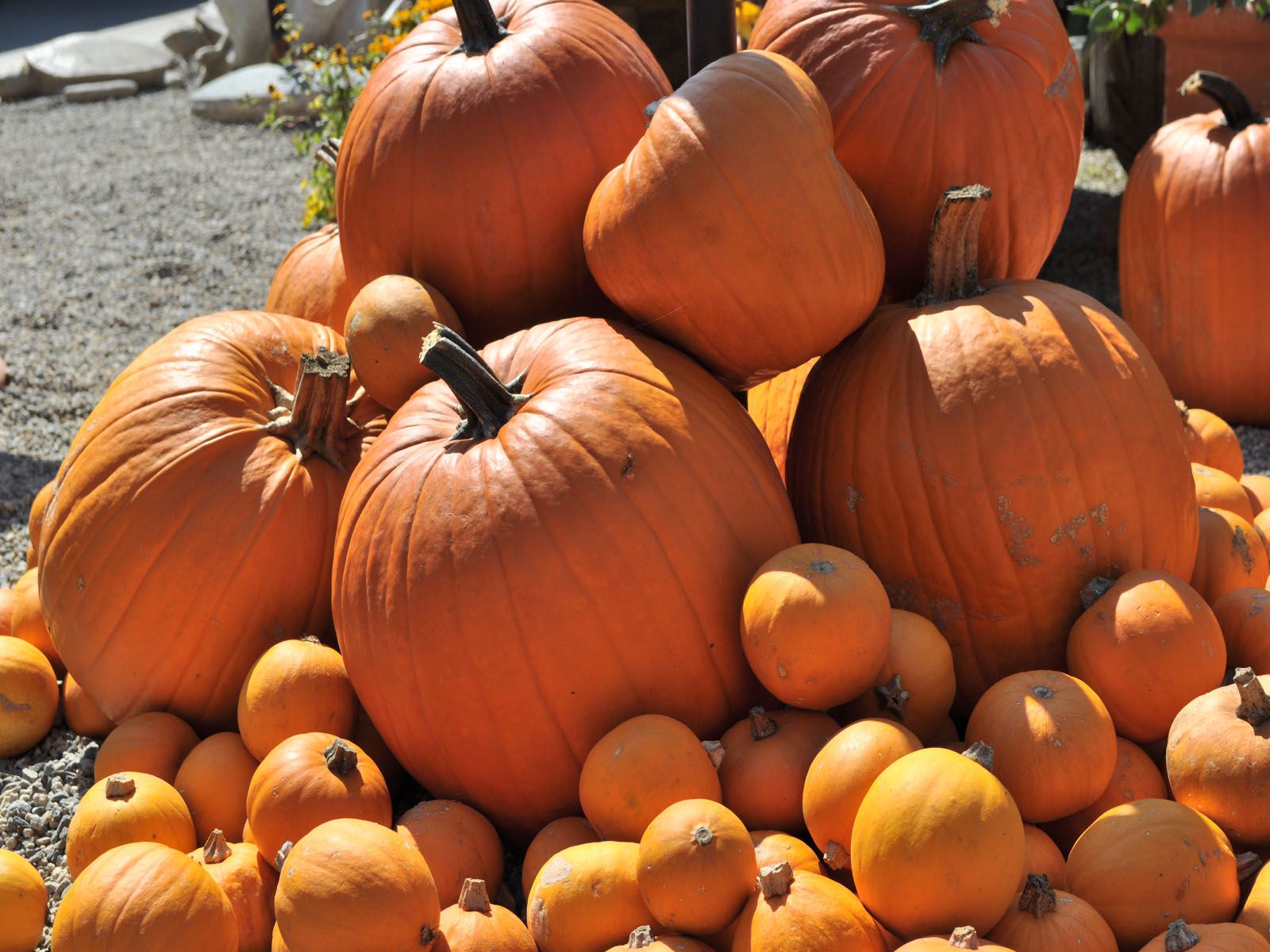 Hd Pumpkin Wallpaper WallpaperSafari