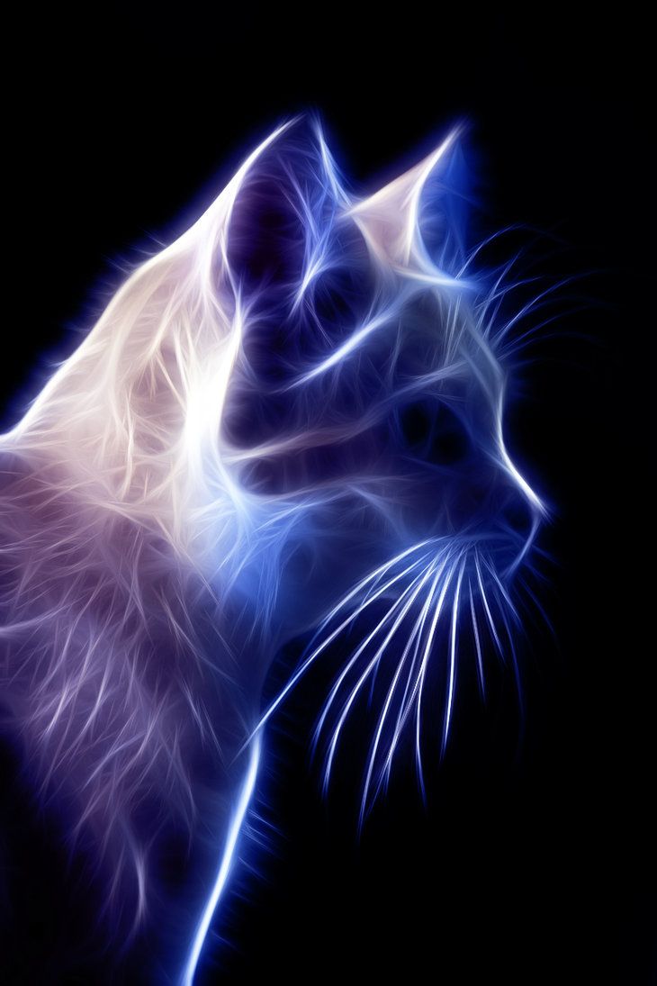 🔥 Free Download Fire Cat Fractal Art Cats by @sandraknight ...