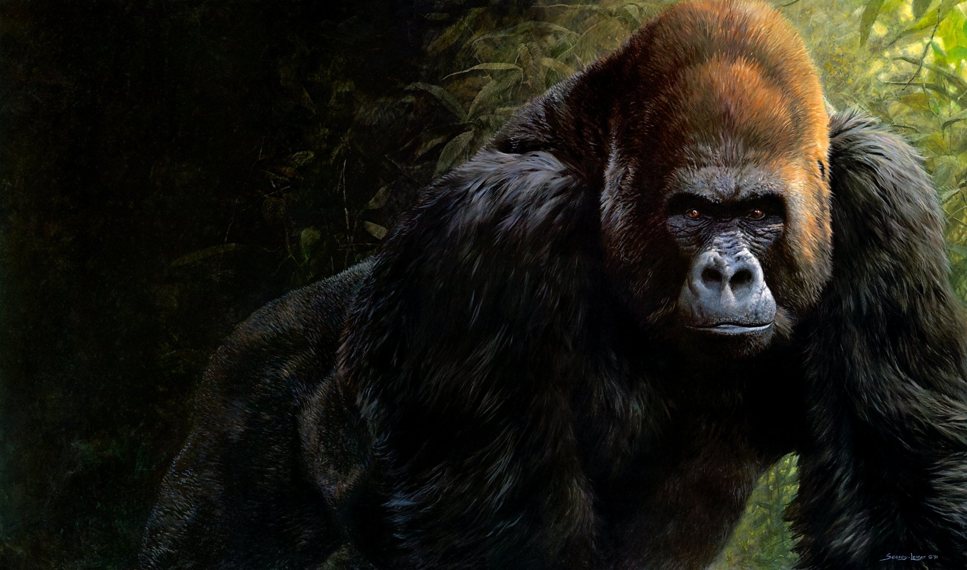 Wallpaper 1920x1080 Gorilla