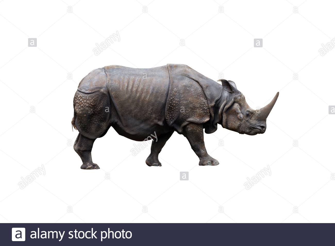 [55+] Rhino Background - WallpaperSafari