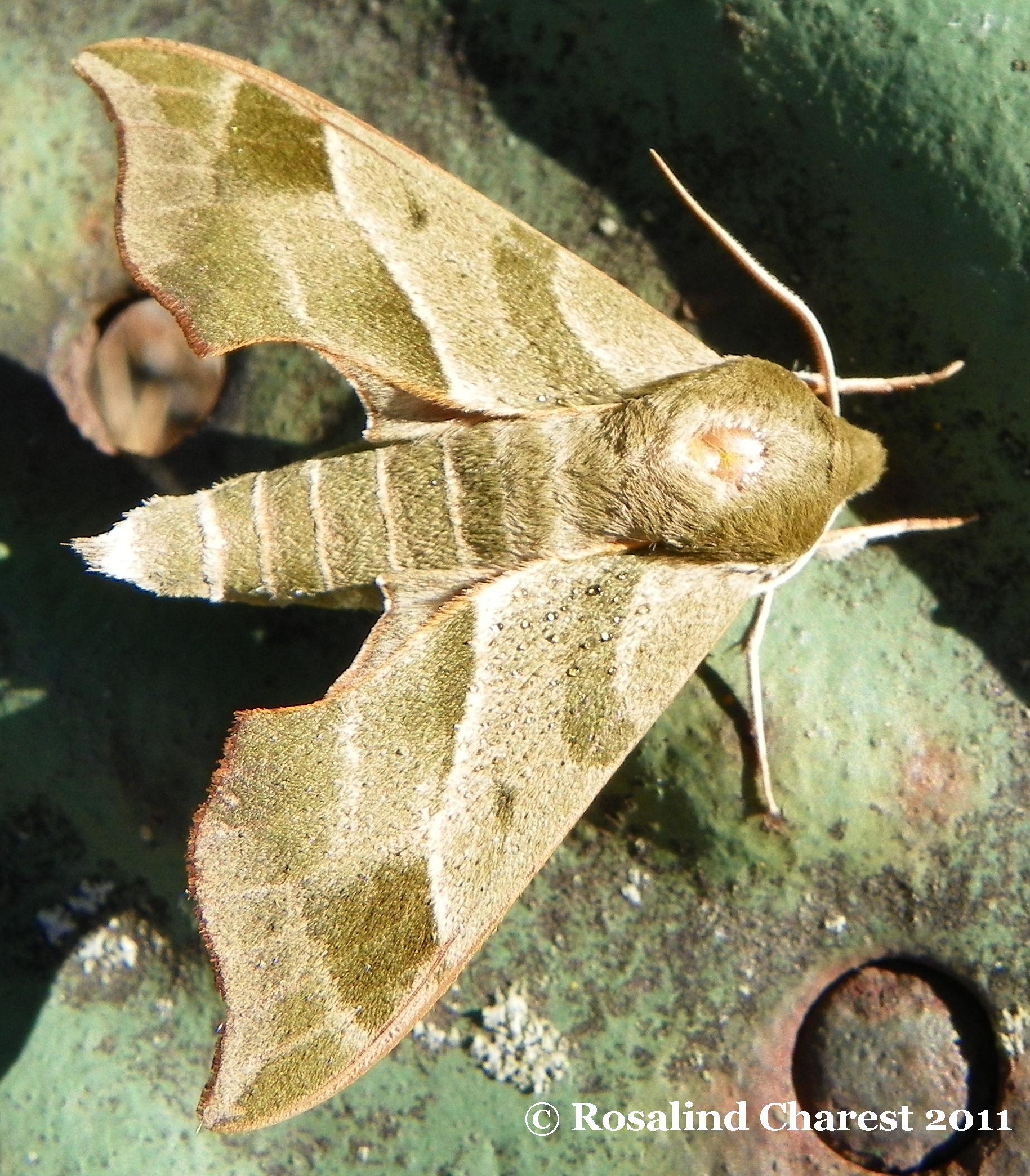 🔥 Free Download Virginia Creeper Sphinx Darapsa Myron Wallpaper by ...