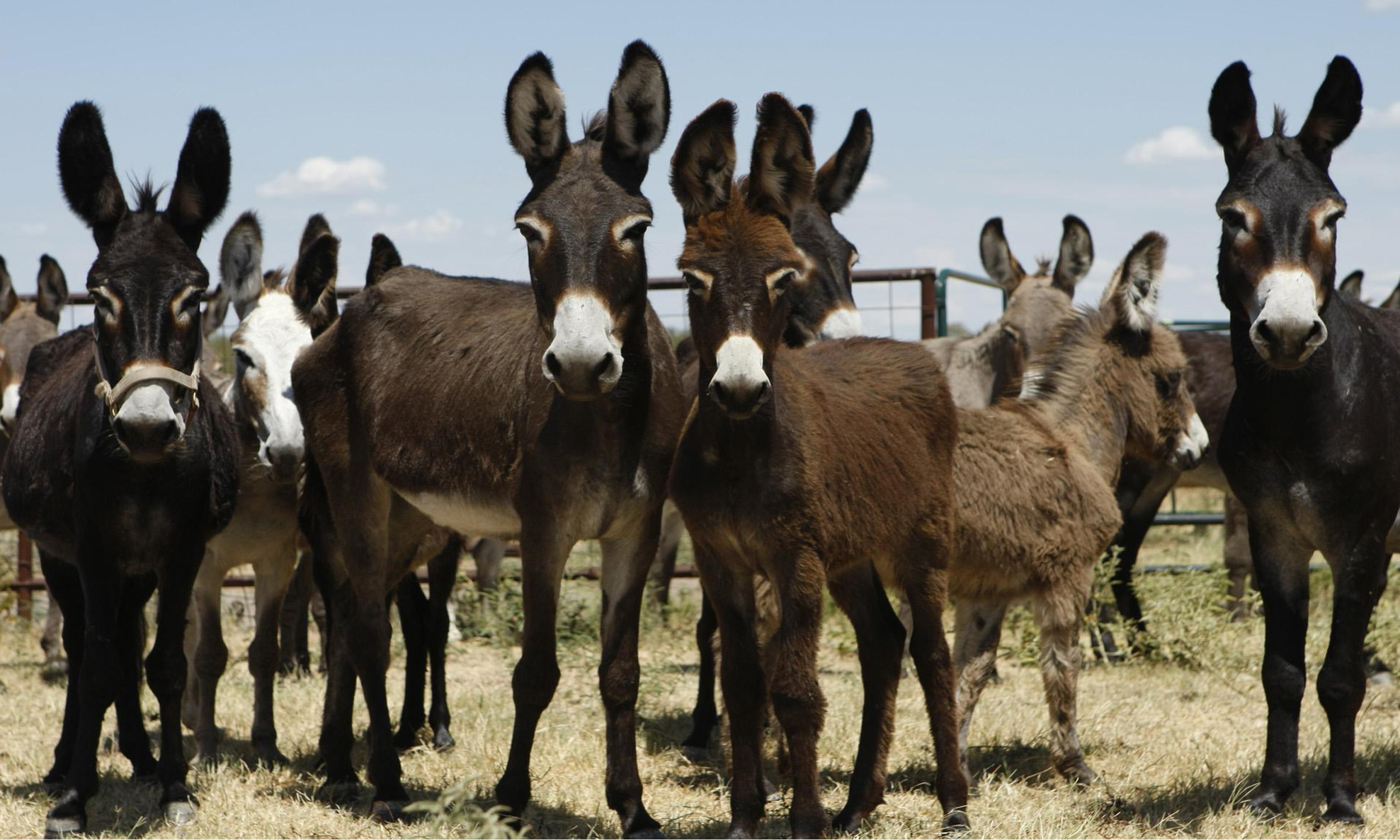 🔥 Free Download Donkey Wallpaper by @scottr | WallpaperSafari