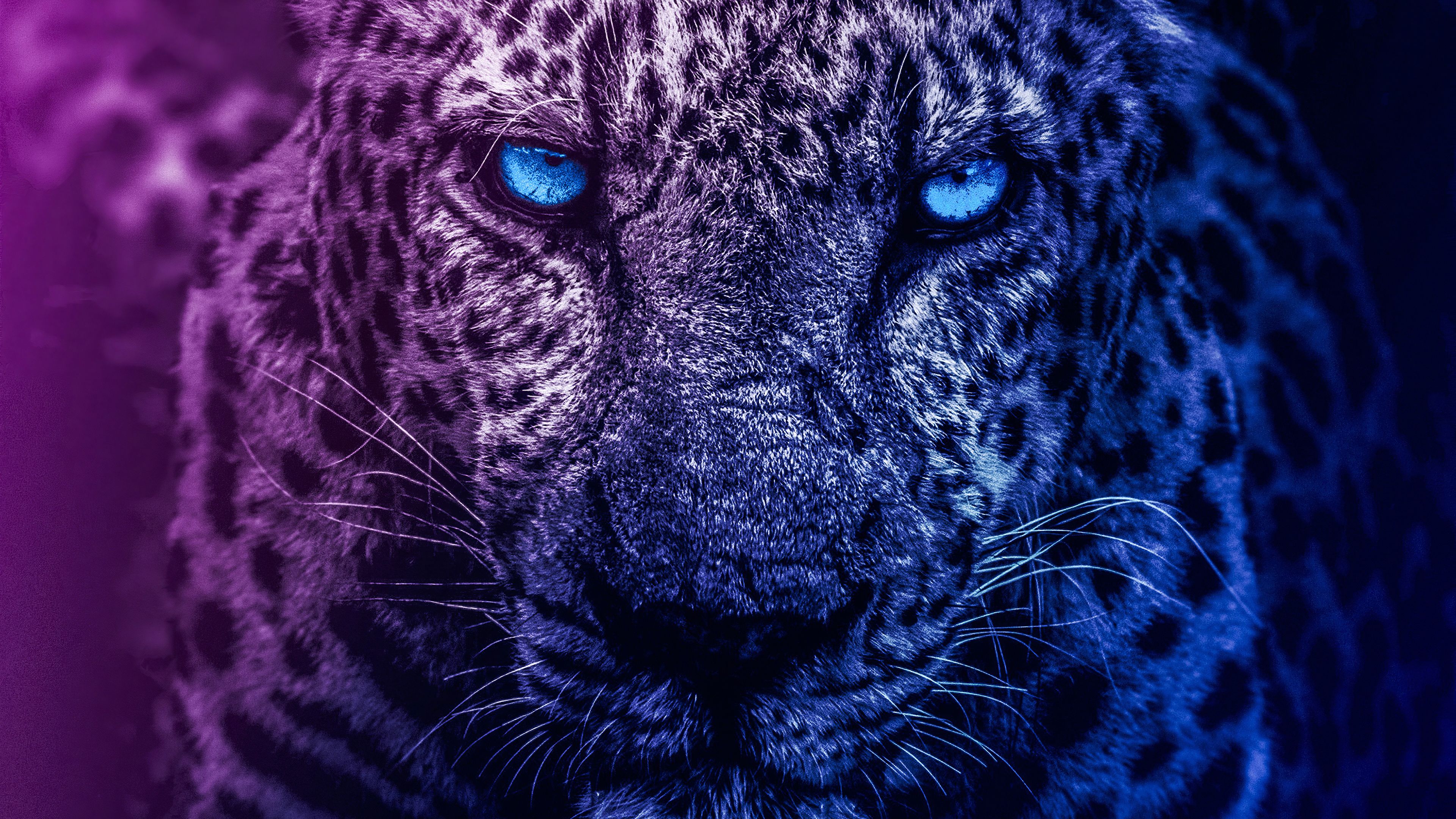 🔥 Free Download Blue Lion Wallpaper 4k by @amycaldwell | WallpaperSafari