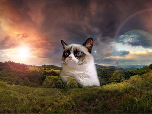 🔥 [50+] Grumpy Cat Wallpapers for Phone | WallpaperSafari
