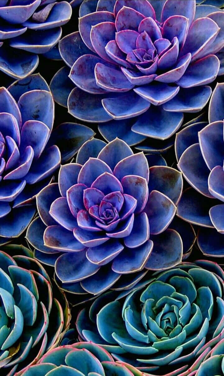 🔥 Free Download Add A Touch Of Nature To Your Iphone With Succulent ...
