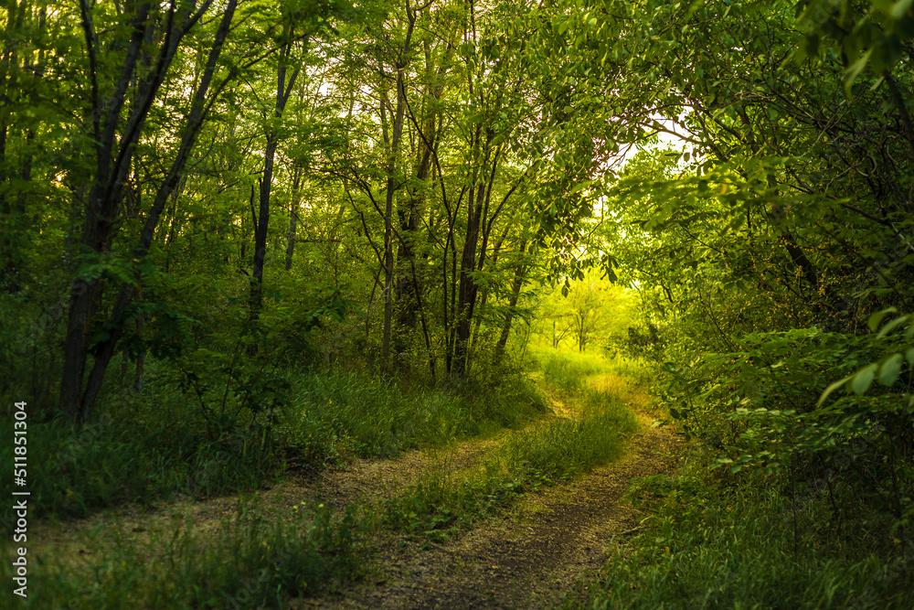 🔥 Free download Path Through The Magic Forest Summer scene Dirt road ...