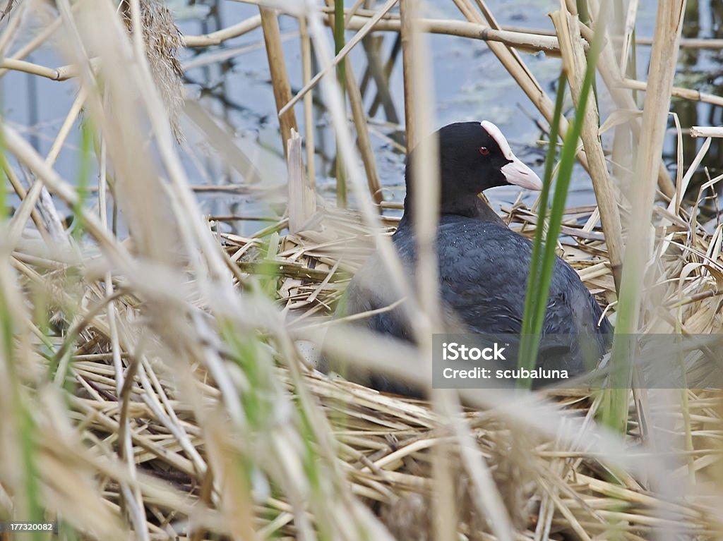 [44+] Coot Wallpapers | WallpaperSafari